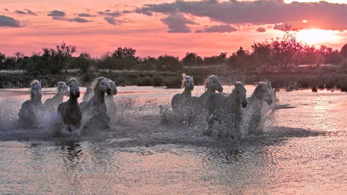 La Vie en Rose en Camargue : Entre Nature, Traditions et Emotions