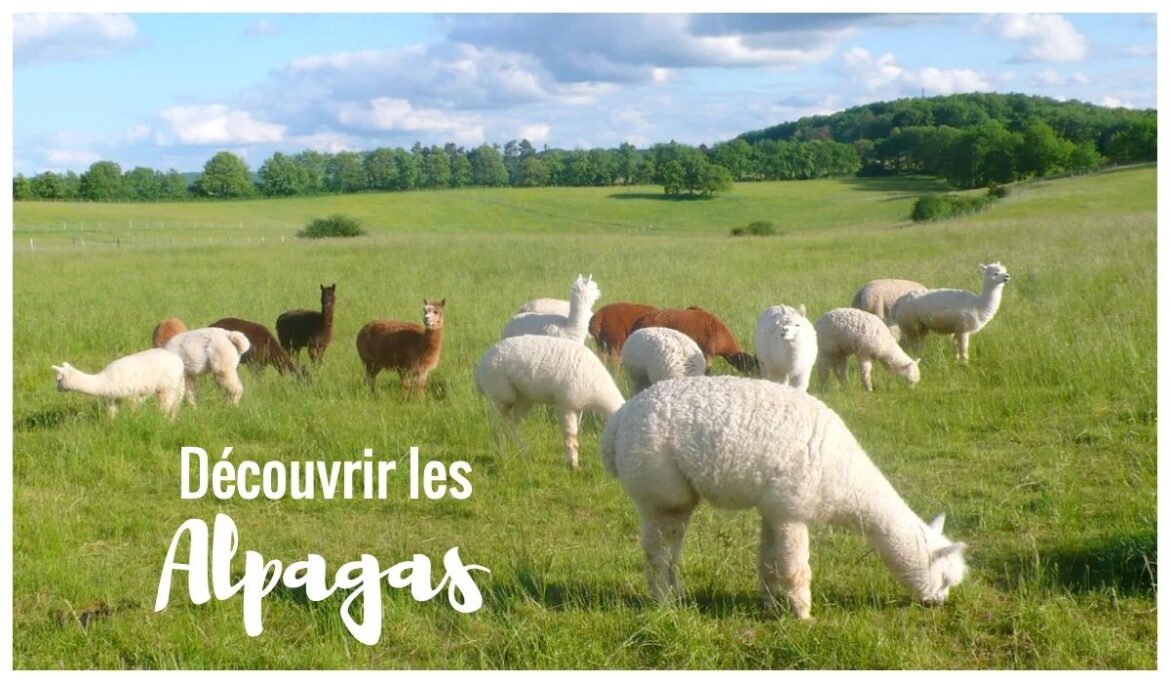 Alpagas en France : les fermes incontournables à découvrir