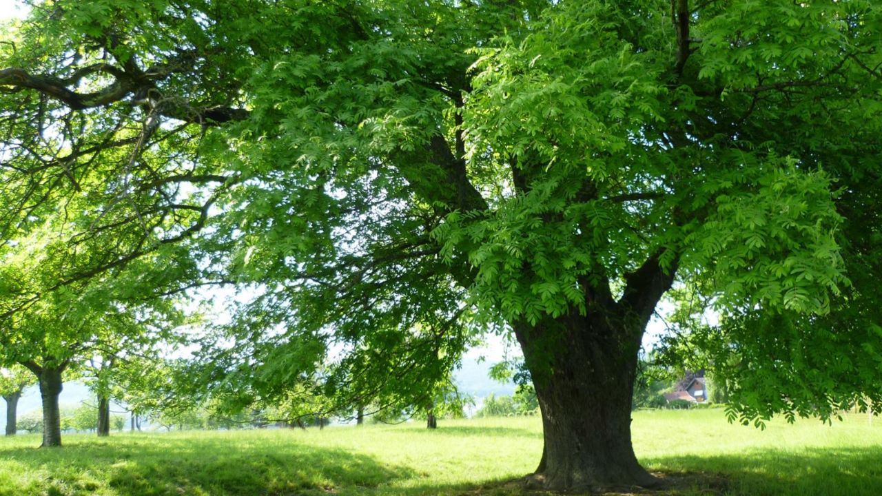 12 arbres remarquables à découvrir en Alsace - Escapades de charme