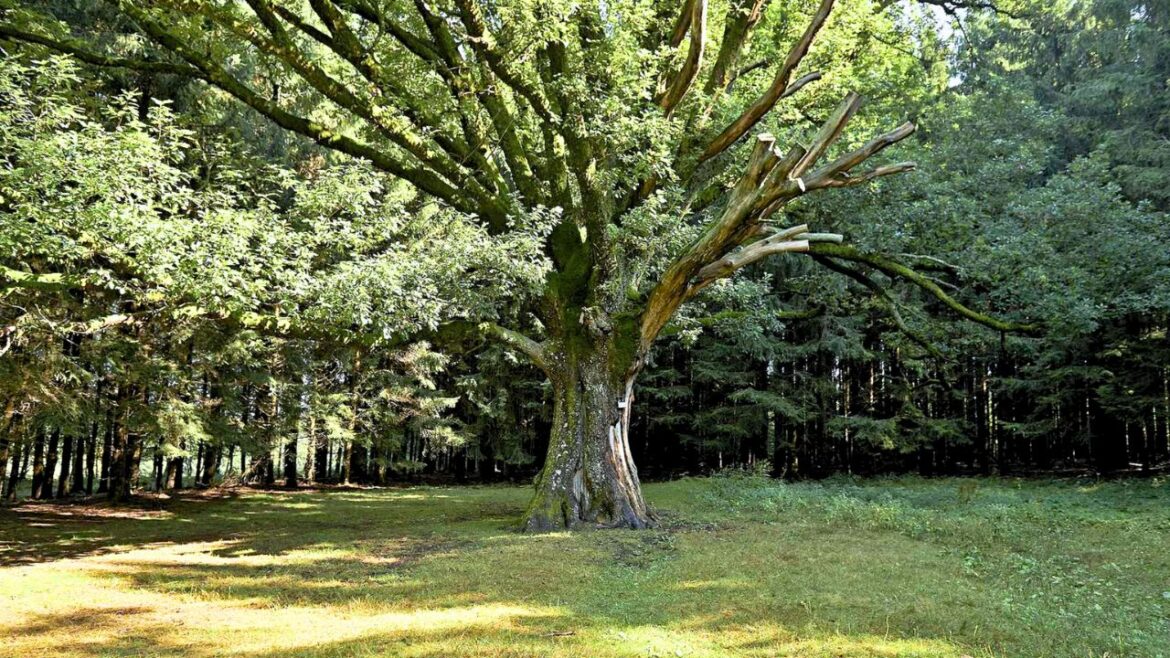 12 arbres remarquables à découvrir en Alsace - Escapades de charme
